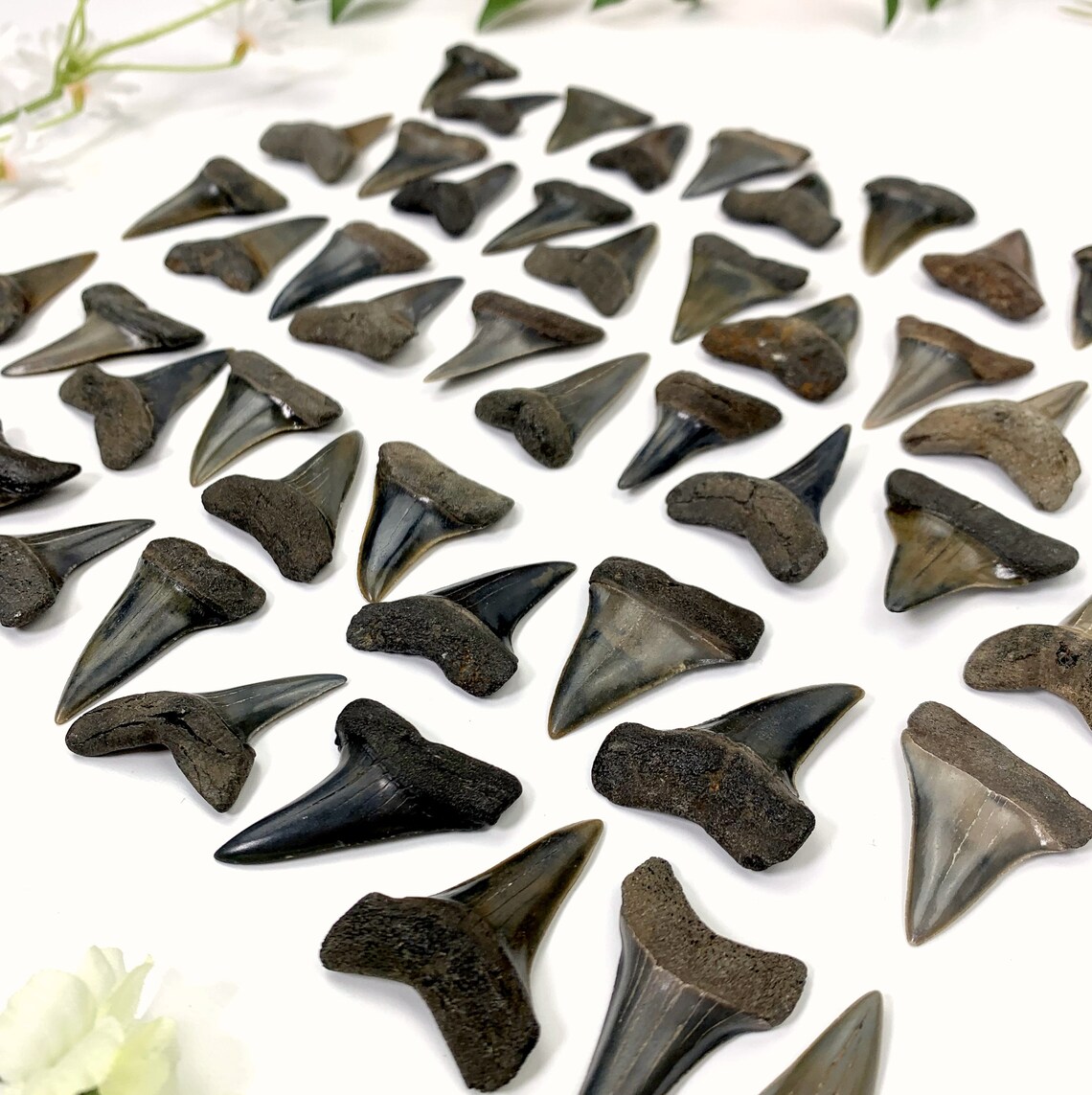 Fossilized Mako Teeth - (UP5-09) - Etsy