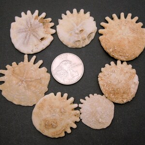 Sand Dollars - Keyhole Sand Dollars -- Bulk Lot of 5 - Etsy