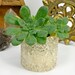 Tumbled Stone Pot/holder Custom Handmade With Natural Polished Stones ...