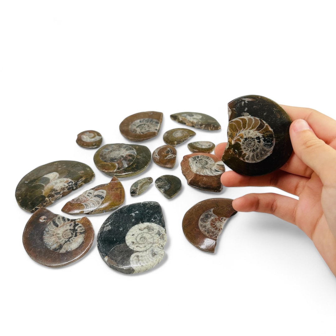 Ammonite Fossil Slab - You Get All - as is Craft Supply Broken Fossils ...