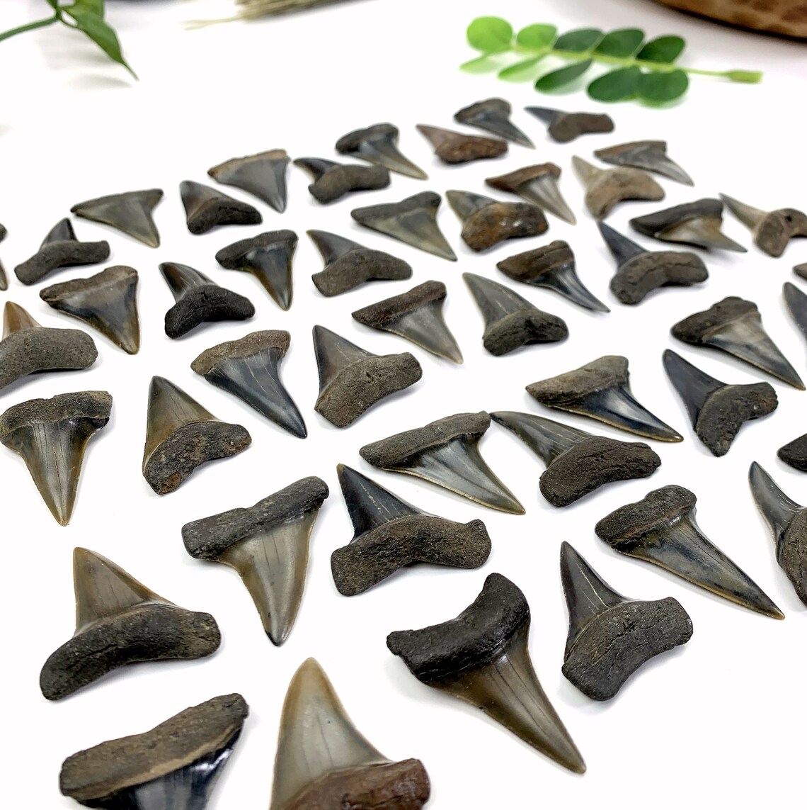 Fossilized Mako Teeth - (UP5-09) - Etsy