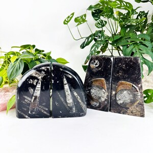 Fossil Bookends Orthoceras Crystal Bookends (RK2) - Etsy