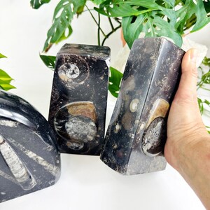 Fossil Bookends Orthoceras Crystal Bookends (RK2) - Etsy