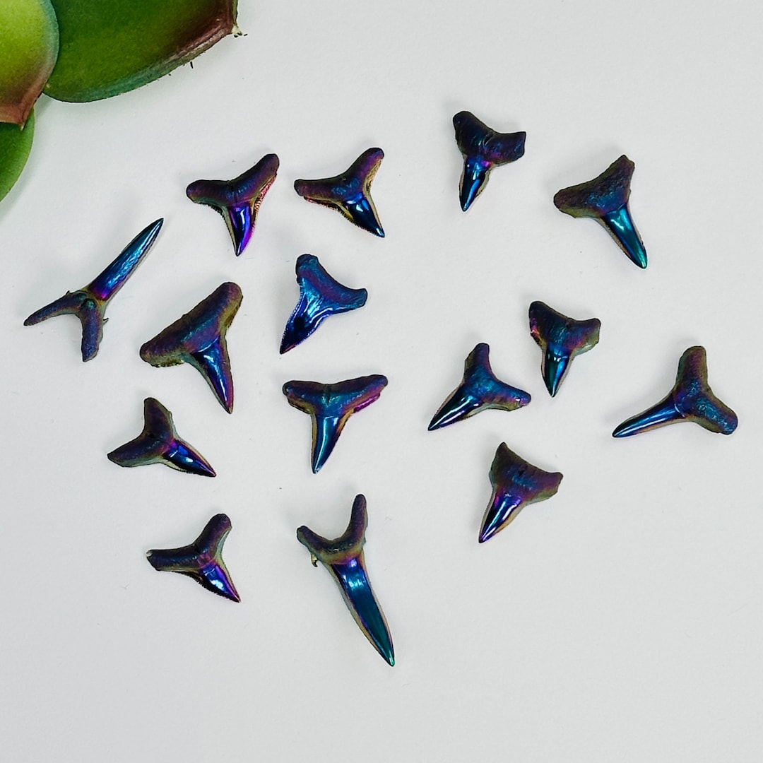 Mystic Green and Purple Titanium Coated Shark Tooth - Etsy
