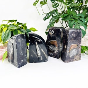 Fossil Bookends Orthoceras Crystal Bookends (RK2) - Etsy