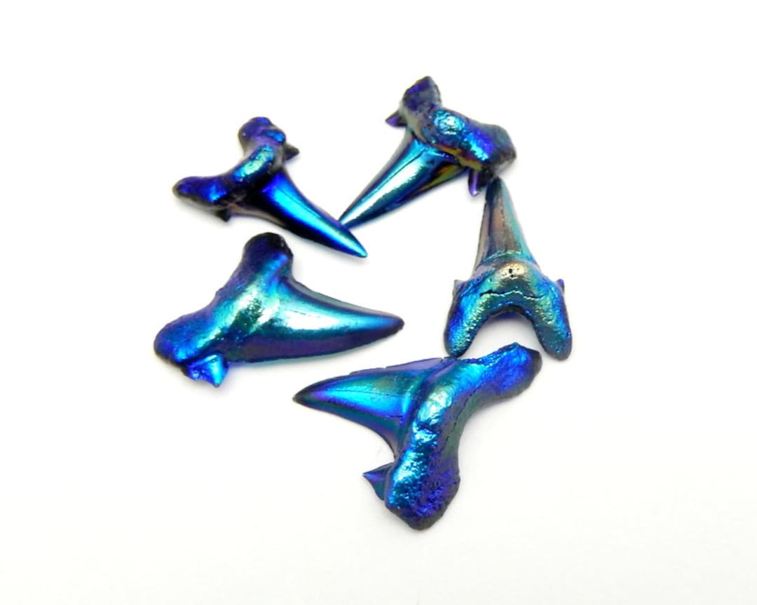 Mystic Blue Titanium Fossil Shark Tooth – Real Shark Teeth - Etsy