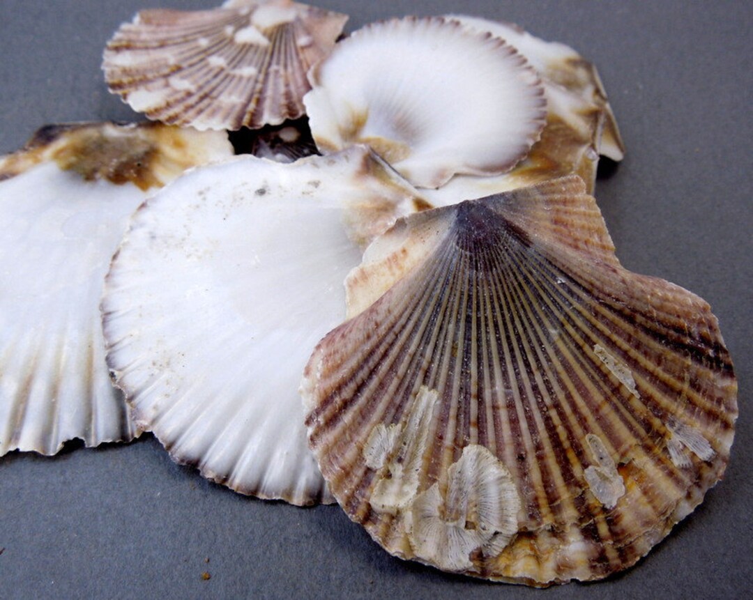 Pecten Pyxidata Whole Shell - Seashells - Etsy