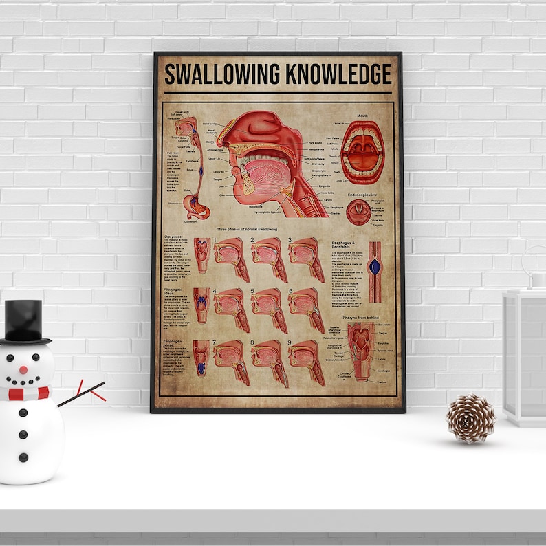Swallowing Knowledge Poster, Anatomy of Normal Swallowing, Swallow ...