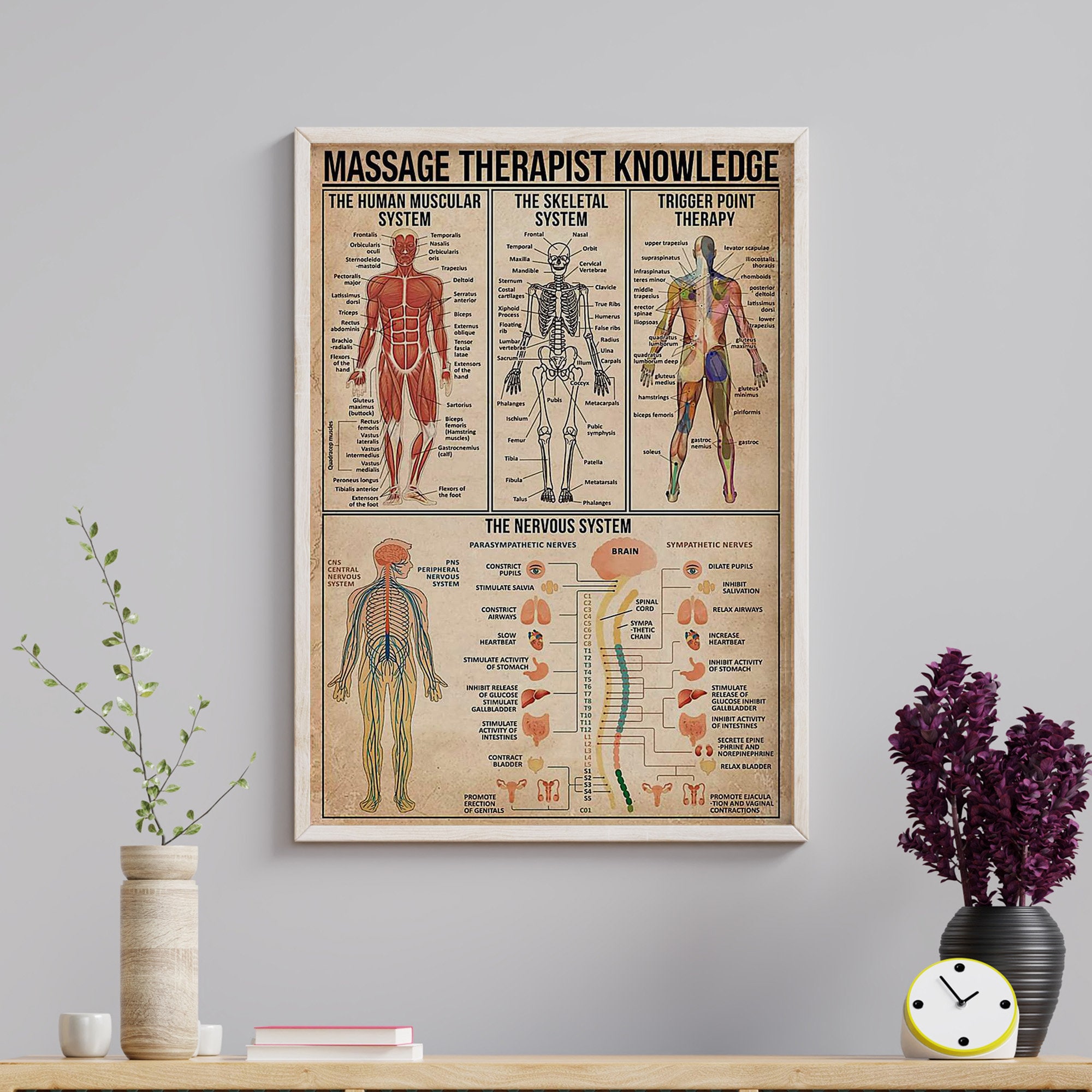 Massage Therapist Knowledge Poster, the Skeletal System Chart, the ...