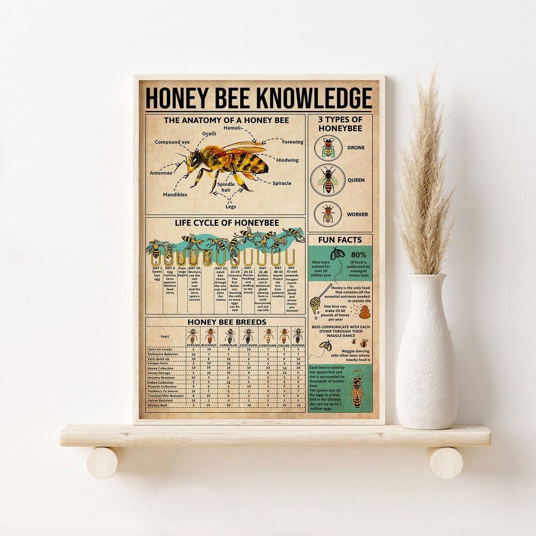 Honey Bee Knowledge Poster, Bee Home Decor, Life Cycle of Honeybee, 3 ...
