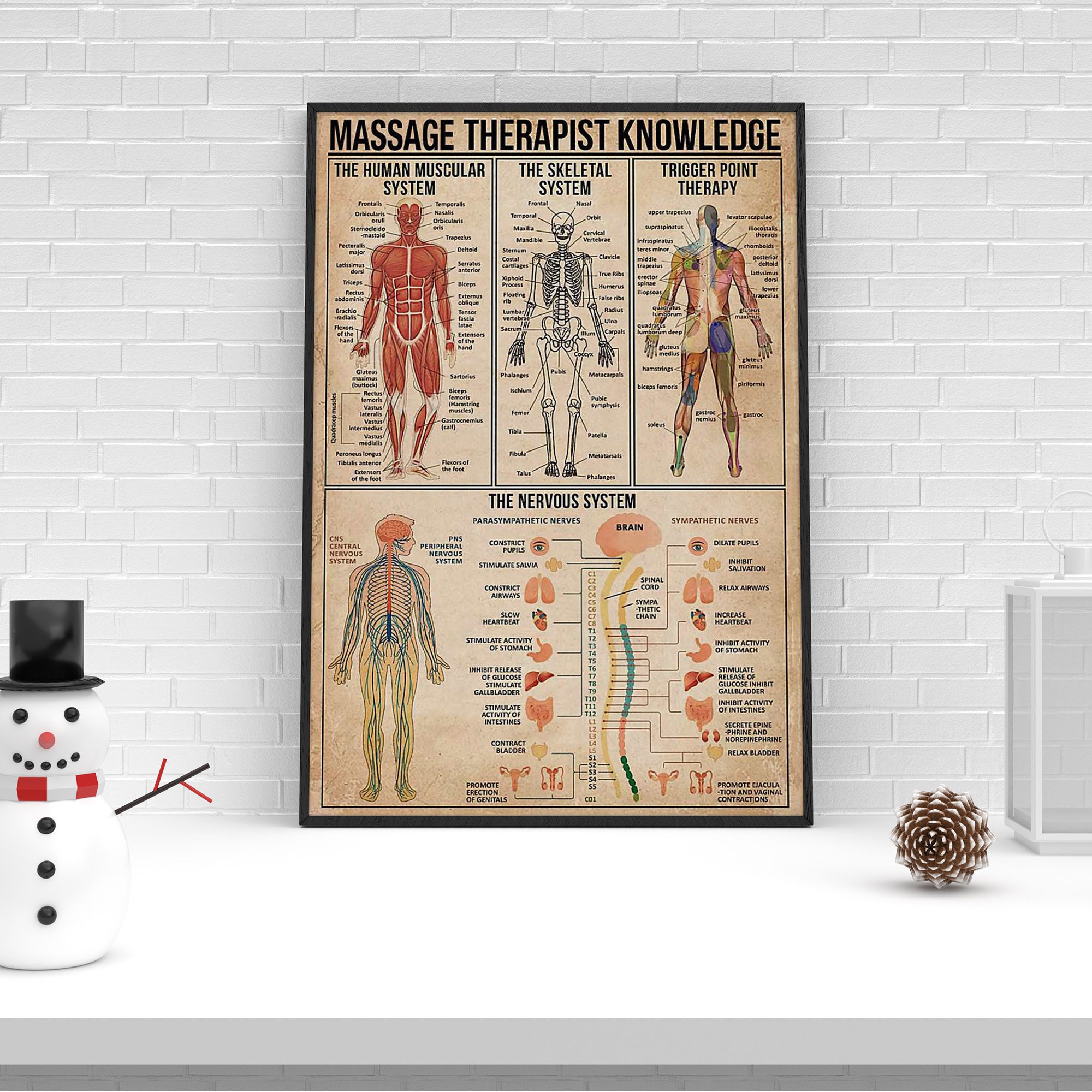 Massage Therapist Knowledge Poster, the Skeletal System Chart, the ...