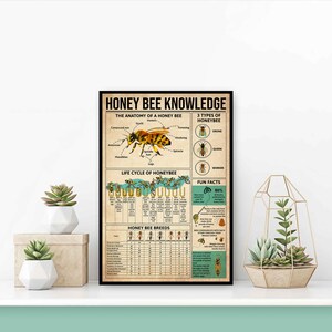 Honey Bee Knowledge Poster, Bee Home Decor, Life Cycle of Honeybee, 3 ...