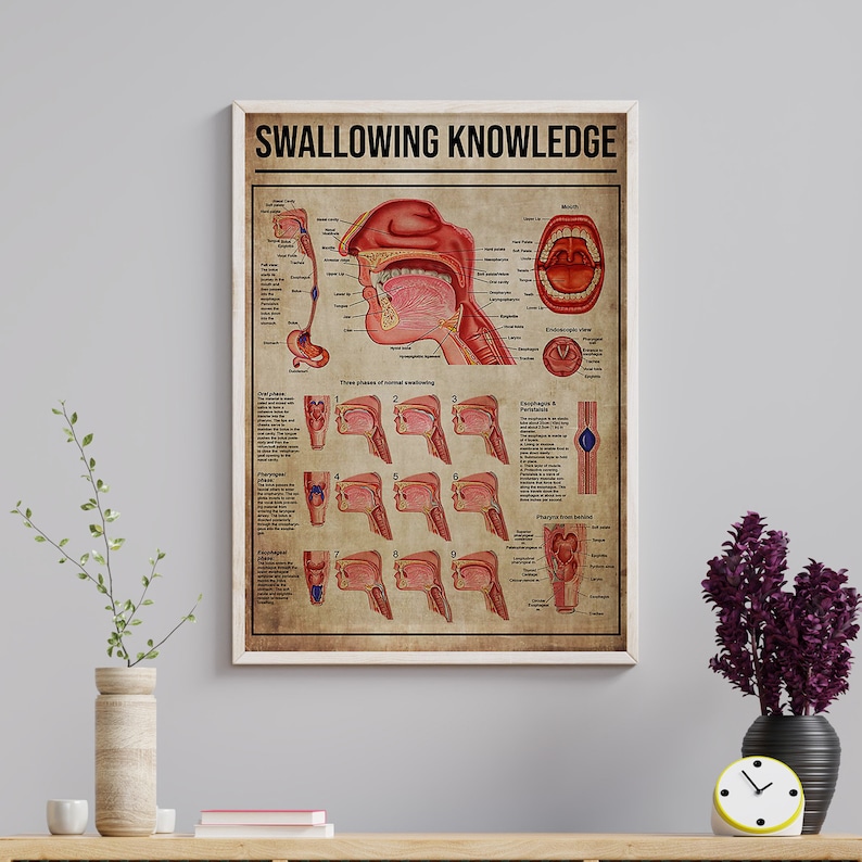 Swallowing Knowledge Poster, Anatomy of Normal Swallowing, Swallow ...