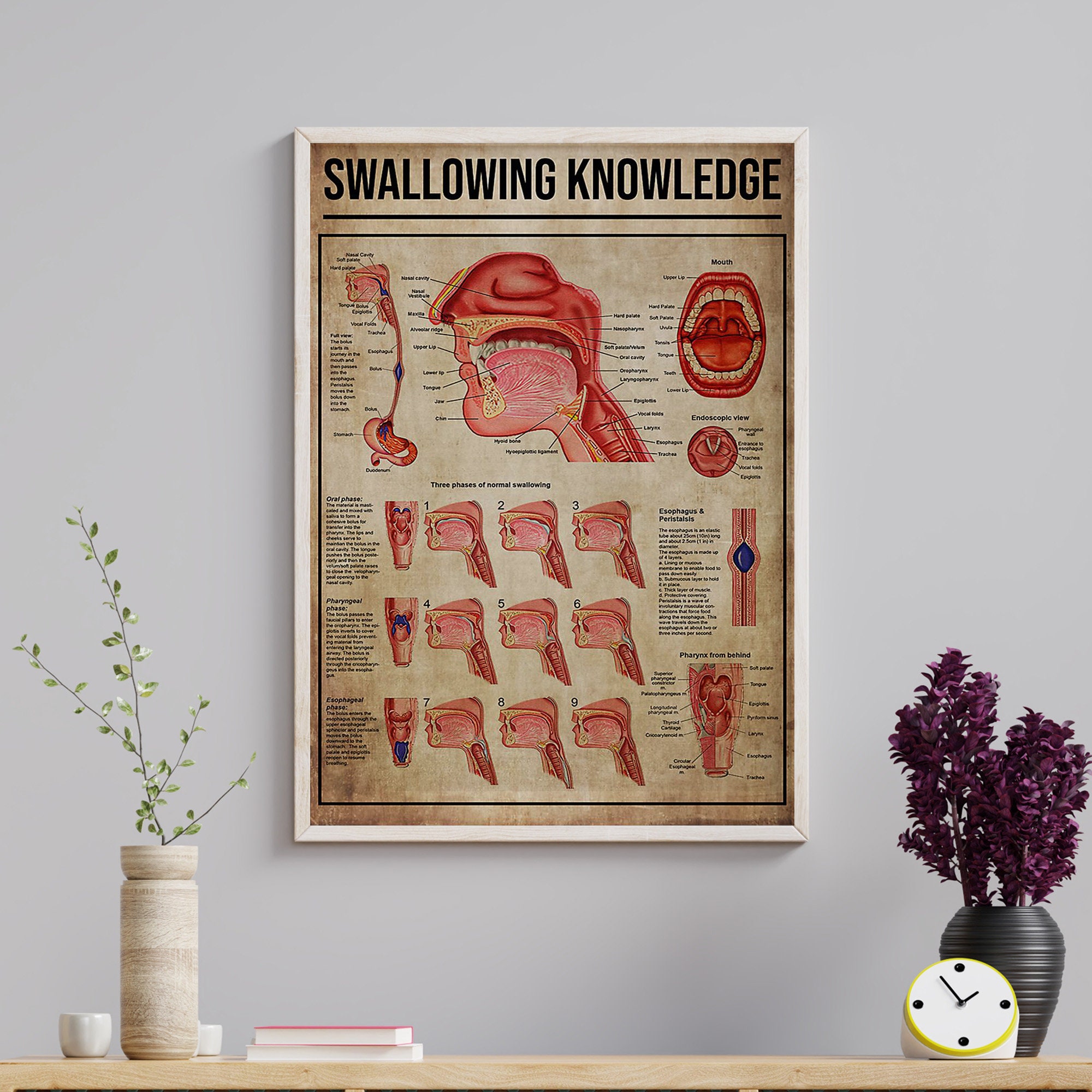 Swallowing Knowledge Poster, Anatomy of Normal Swallowing, Swallow ...