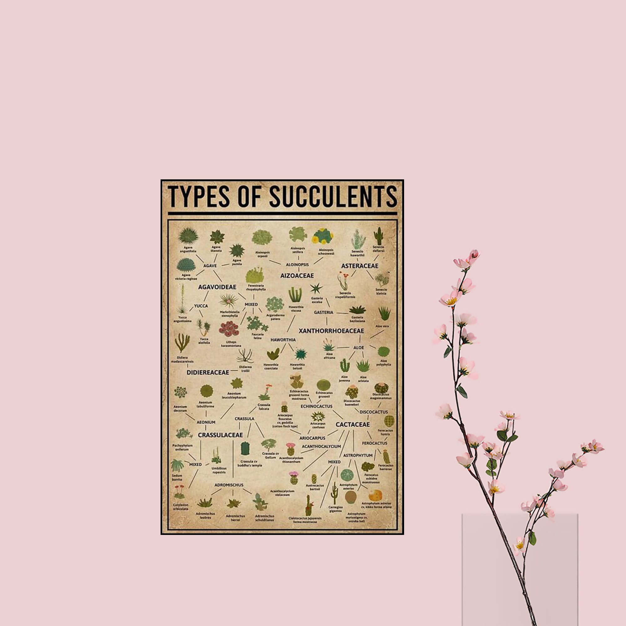 Types of Succulents Vintage Poster, Knowledge Wall Art, Succulent Wall ...