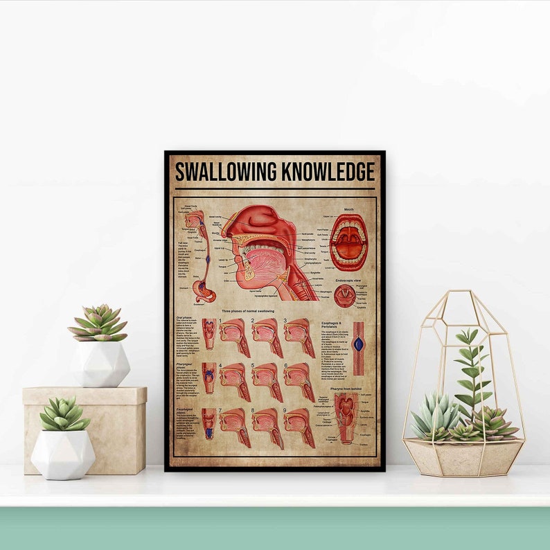 Swallowing Knowledge Poster, Anatomy of Normal Swallowing, Swallow ...