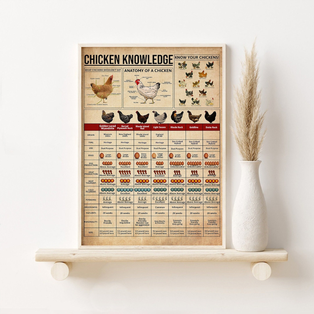 Chicken Knowledge Poster, Anatomy of A Chicken, Know Your Chickens ...
