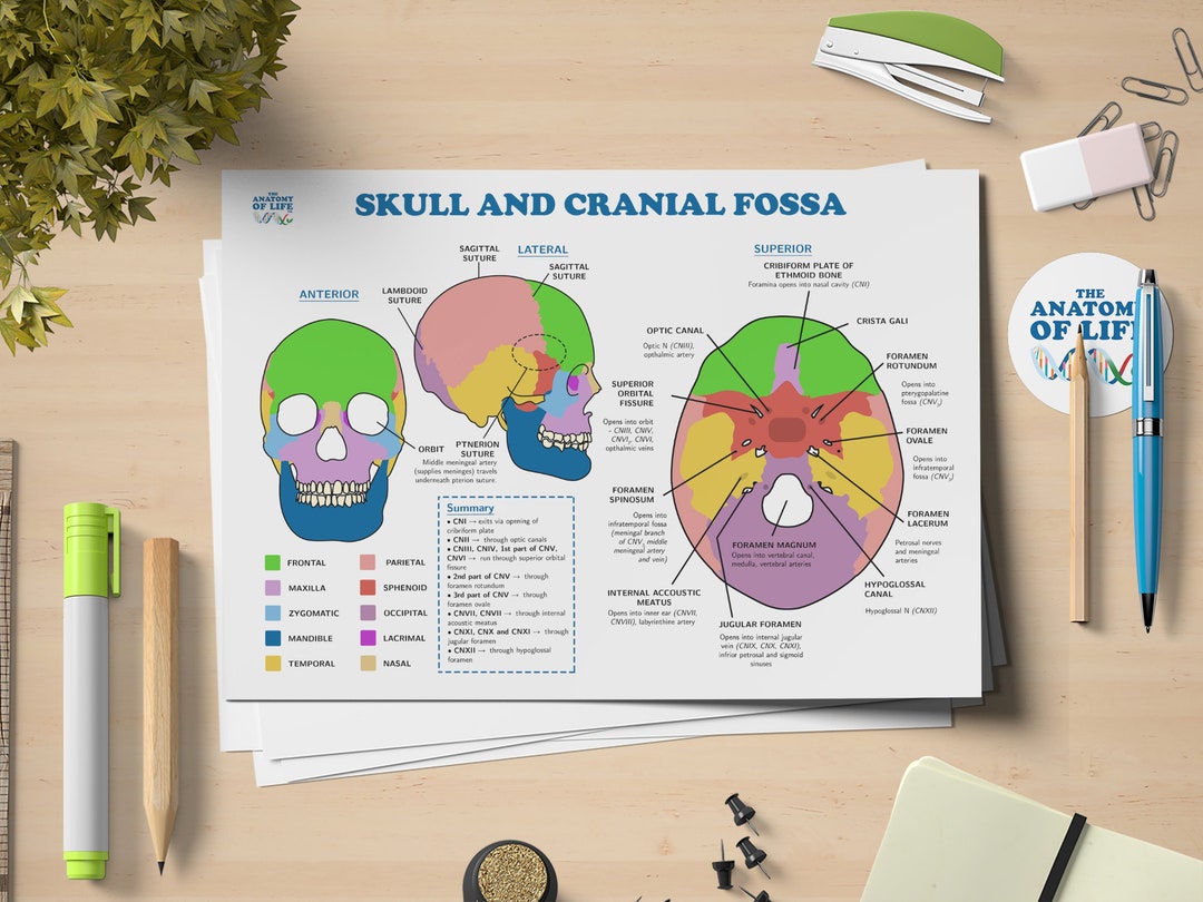 Skull & Cranial Fossa Anatomy Printable Poster - Etsy