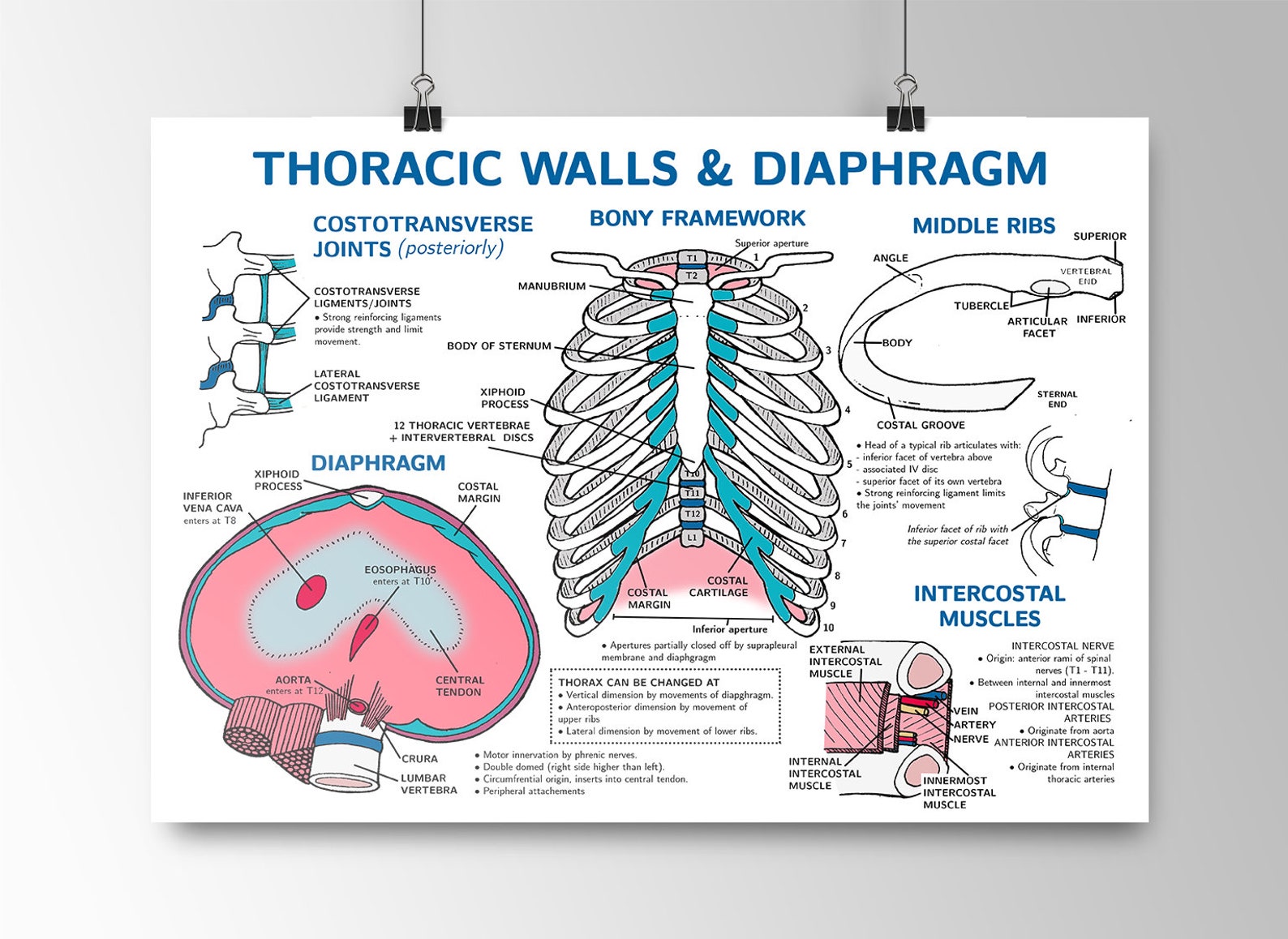 Thoracic Wall & Diaphragm Anatomy Poster | Etsy