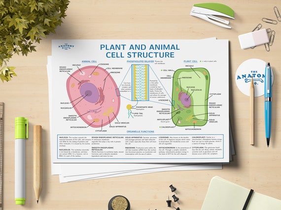 Plant And Animal Cell Diagram And Functions