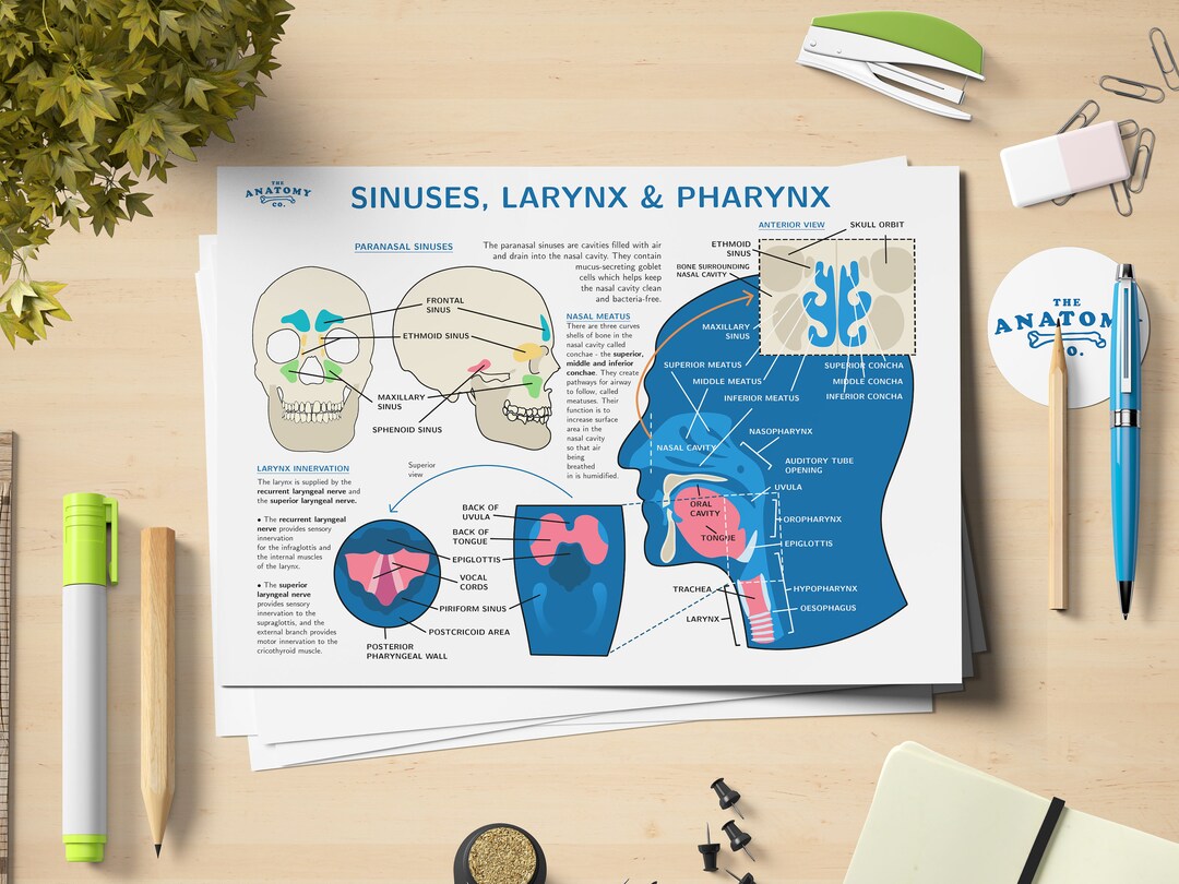 Sinuses Larynx and Pharynx Anatomy Poster - Etsy