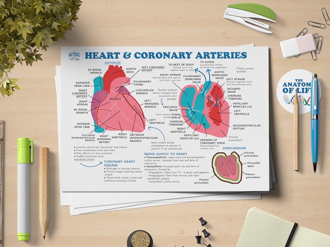 Heart and Coronary Arteries Anatomy Printable Poster - Etsy