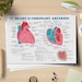 Heart and Coronary Arteries Anatomy Printable Poster - Etsy