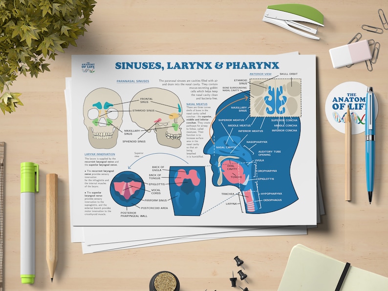 Sinuses, Larynx and Pharynx Anatomy Printable Poster - Etsy
