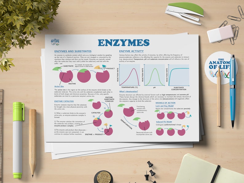 Enzyme Function Science Printable Poster - Etsy