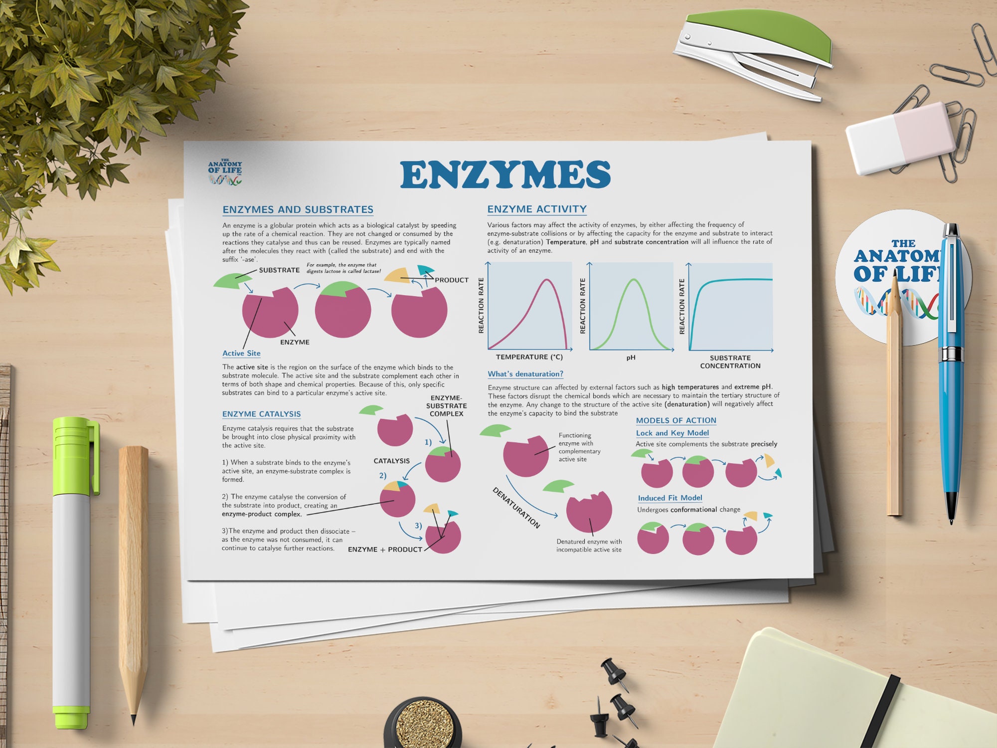 Enzyme Function Science Printable Poster - Etsy