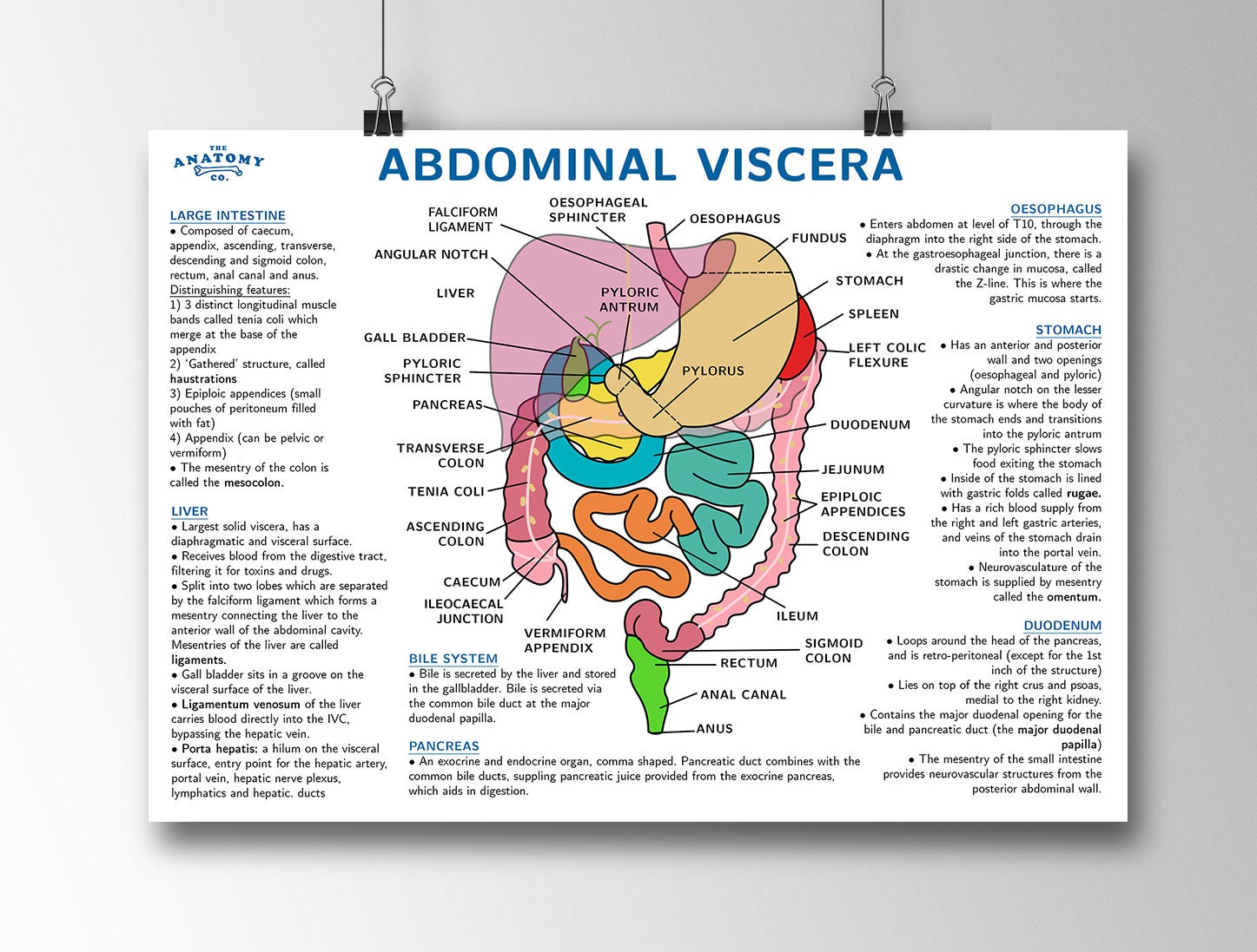 Abdominal Viscera Anatomy Poster - Etsy UK