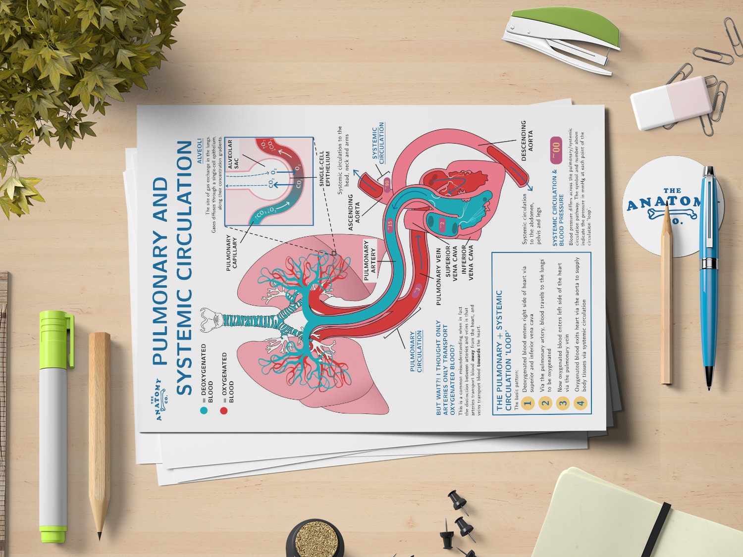 Systemic Circulation Diagram Human Body