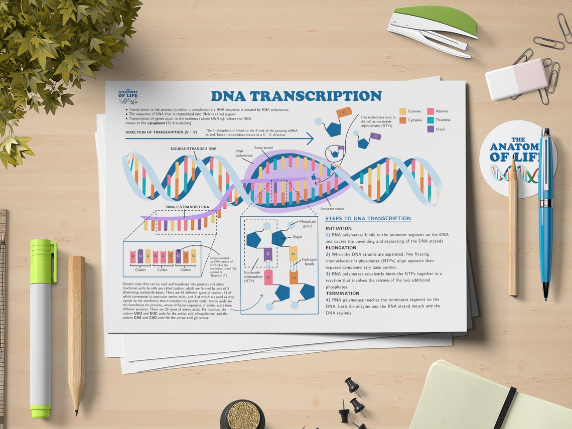 DNA Transcription Science Printable Poster - Etsy