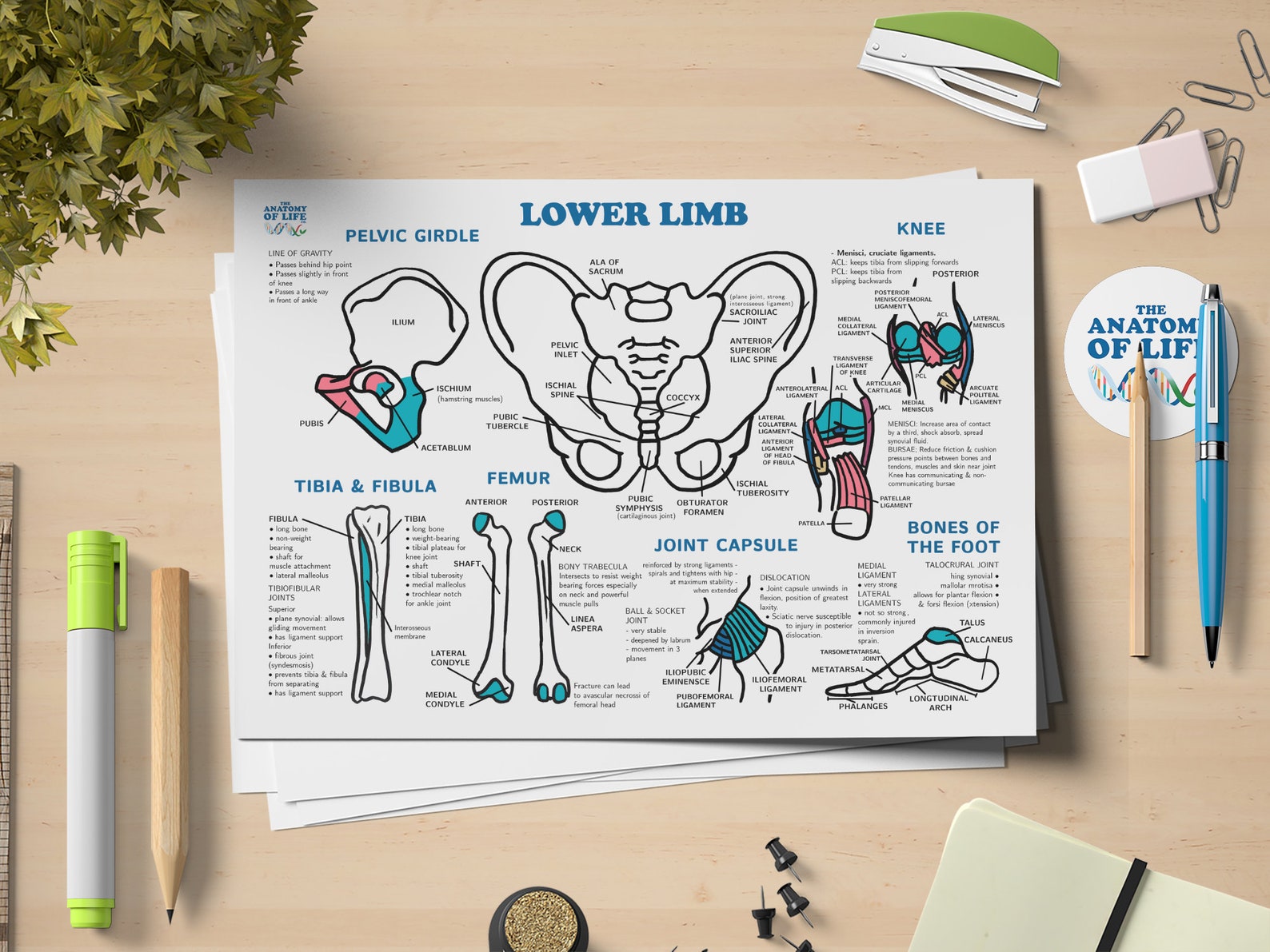 Lower Limb Skeletal Anatomy Printable Poster - Etsy
