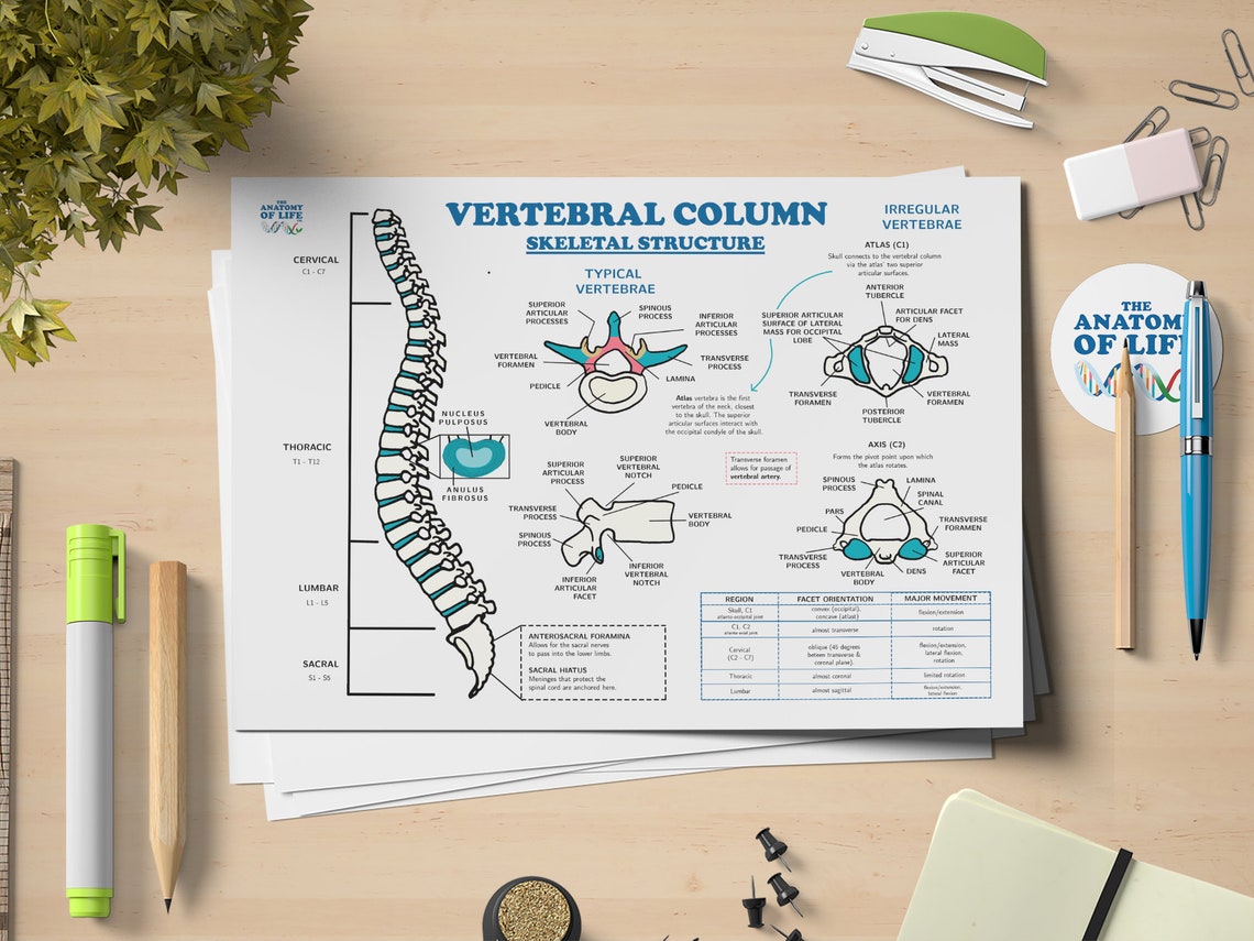 Spinal Column Anatomy Printable Poster - Etsy