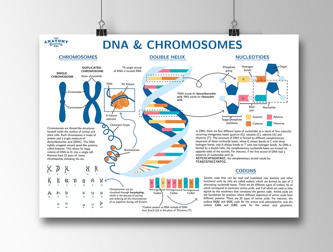 DNA and Chromosome Science Poster - Etsy