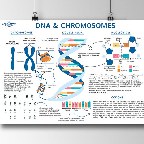 DNA and RNA Print Human DNA Poster Biology Wall Art Genetic - Etsy