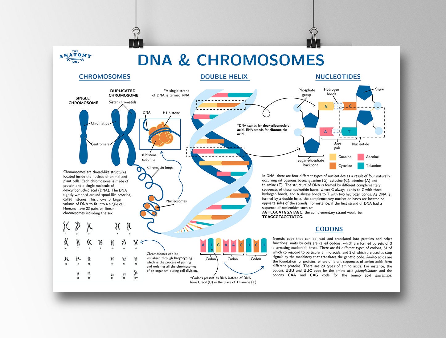 DNA and Chromosome Science Poster | Etsy