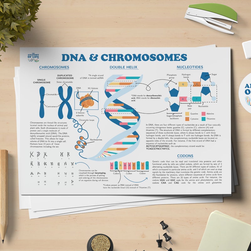 Biology Posters - Etsy