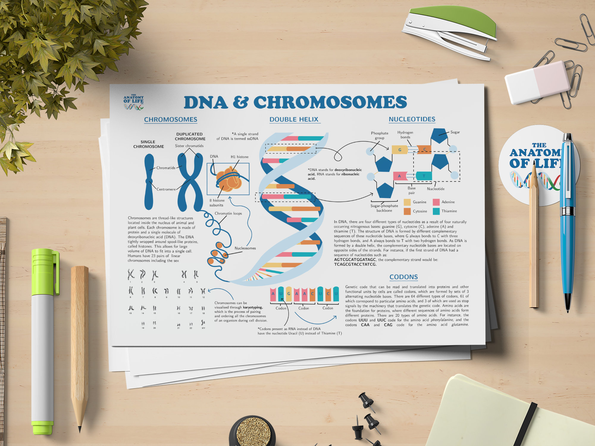 DNA and Chromosomes Science Printable Poster - Etsy