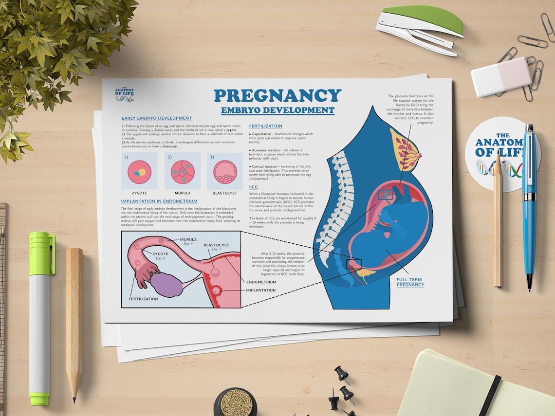 Pregnancy and the Embryo Development Anatomy Printable Poster - Etsy