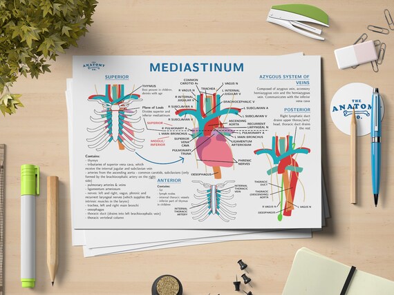 Mediastinum Anatomy Diagram