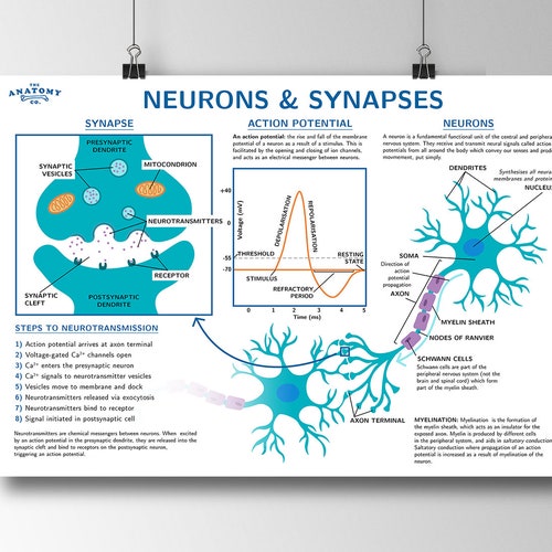 Phrenology Head Vintage Print Science Picture Psychology - Etsy