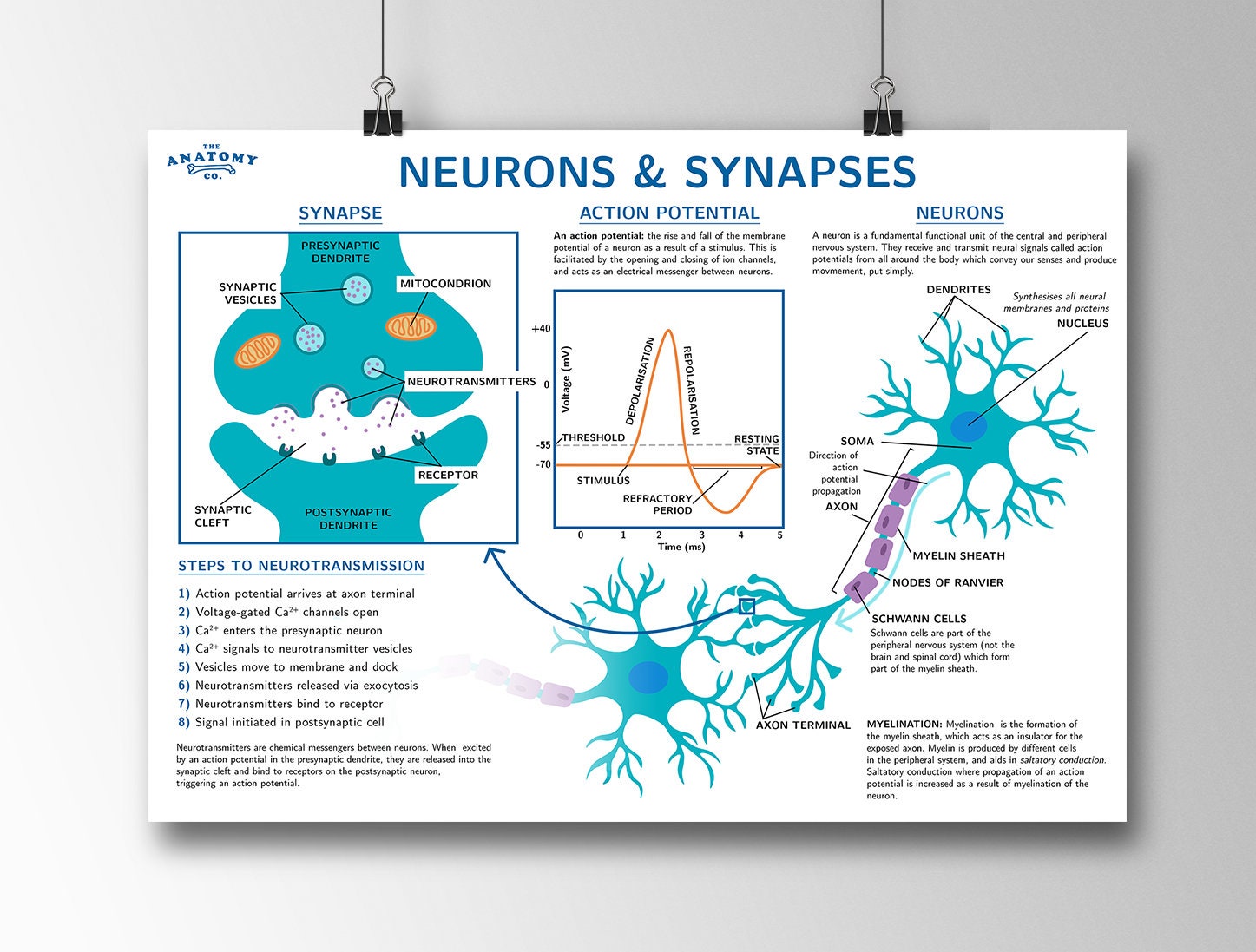 Neurons and Synapses Anatomy Poster - Etsy España