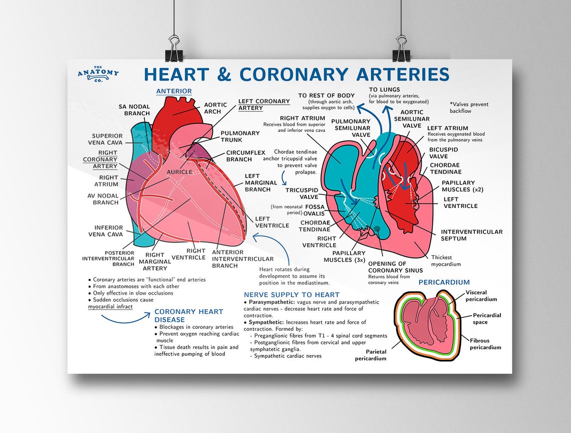Heart Anatomy Poster - Etsy