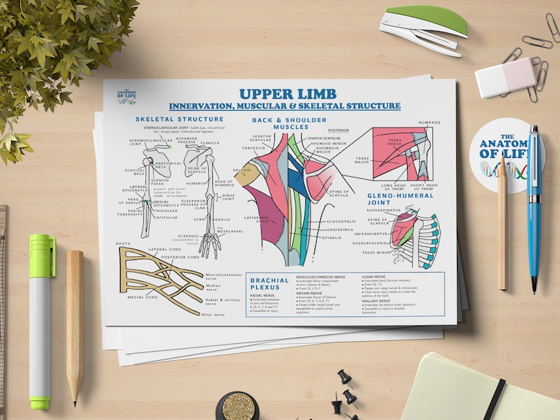 Upper Limb Anatomy Printable Poster - Etsy