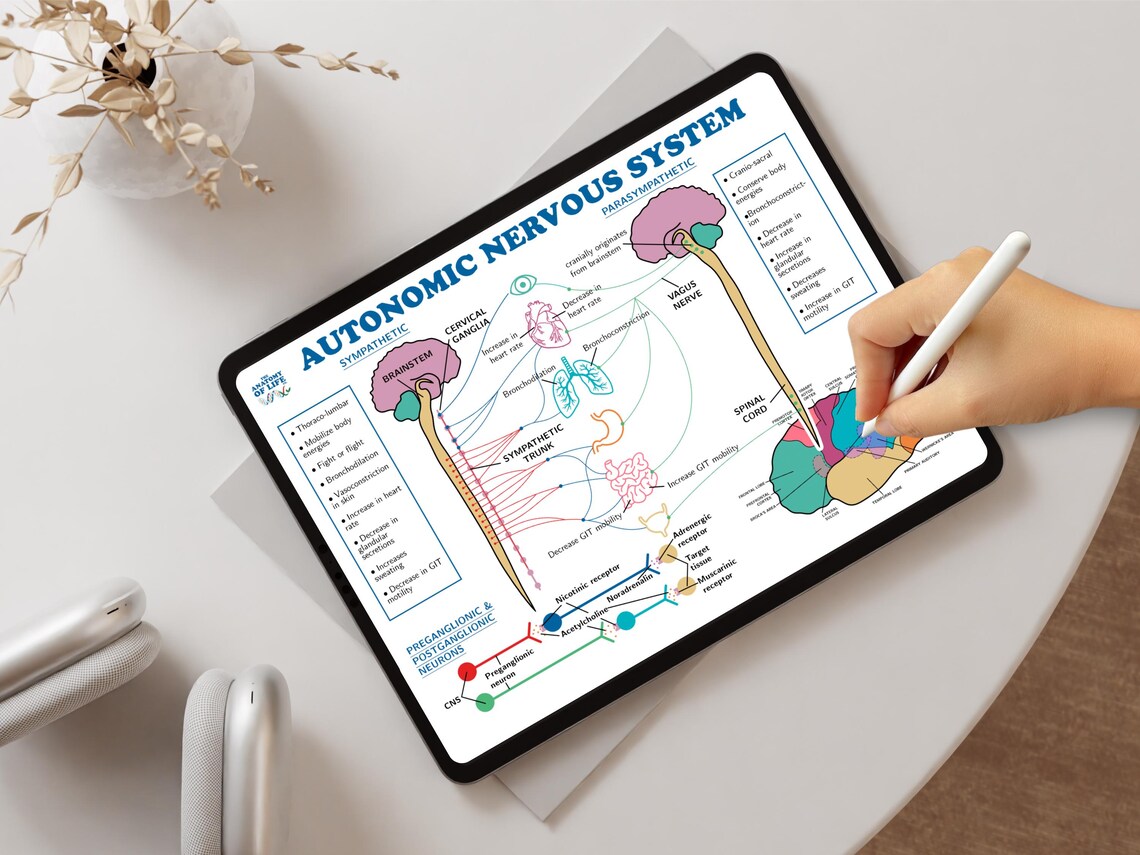 Autonomic Nervous System Anatomy Printable Poster - Etsy