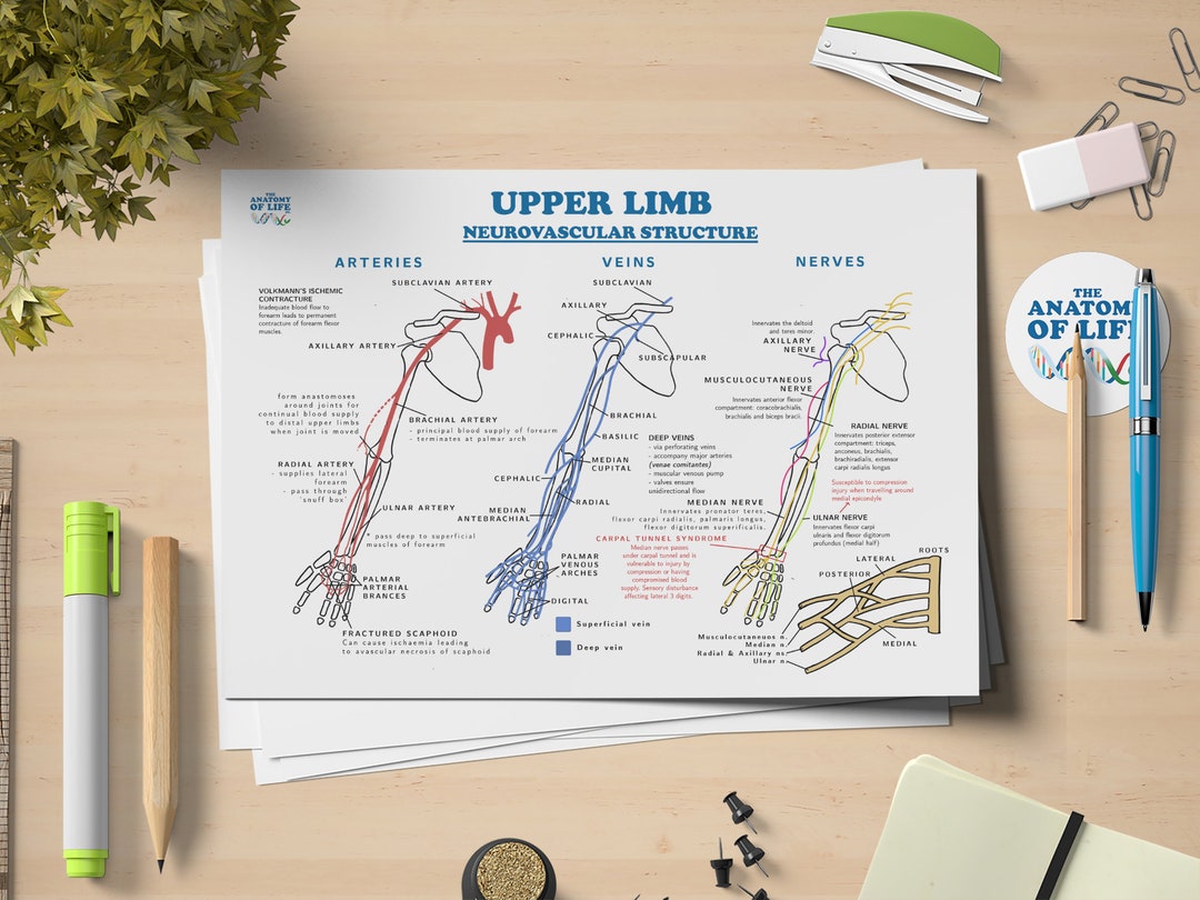 Upper Limb Vasculature Anatomy Printable Poster - Etsy