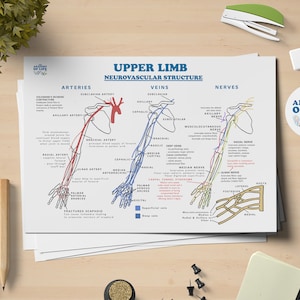 Upper Limb Vasculature Anatomy Printable Poster - Etsy