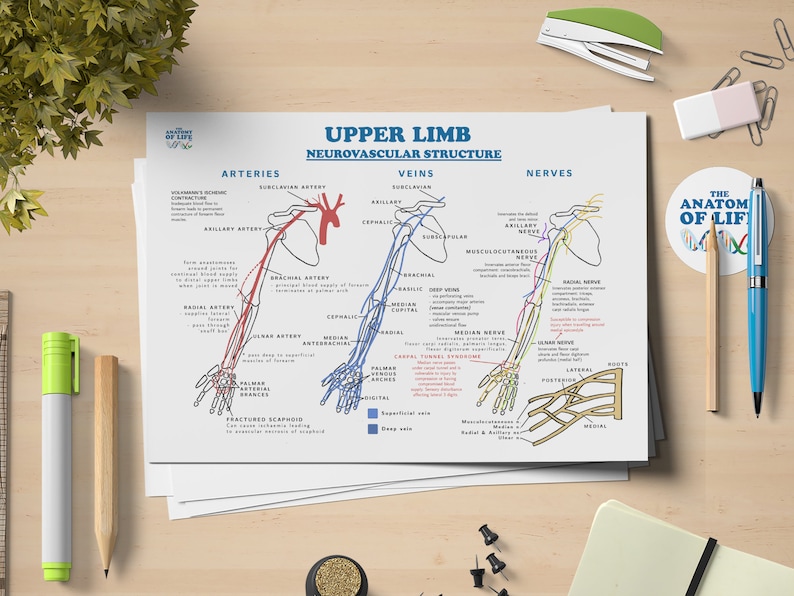 Upper Limb Vasculature Anatomy Printable Poster - Etsy